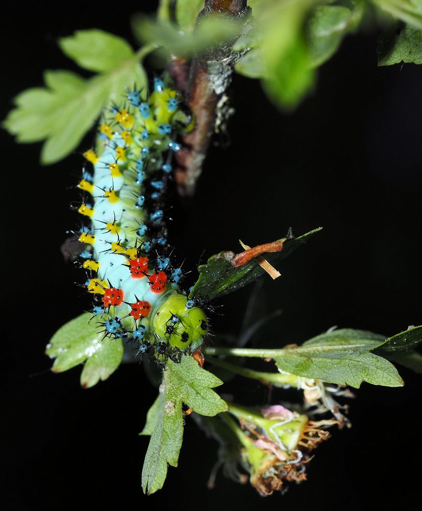 Die bunte Raupe! Foto & Bild | fotos, makro, natur Bilder auf fotocommunity