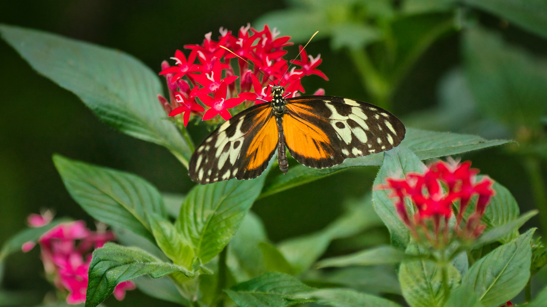 Die bunte Welt der Schmetterlinge... Foto & Bild | tiere, zoo, wildpark ...