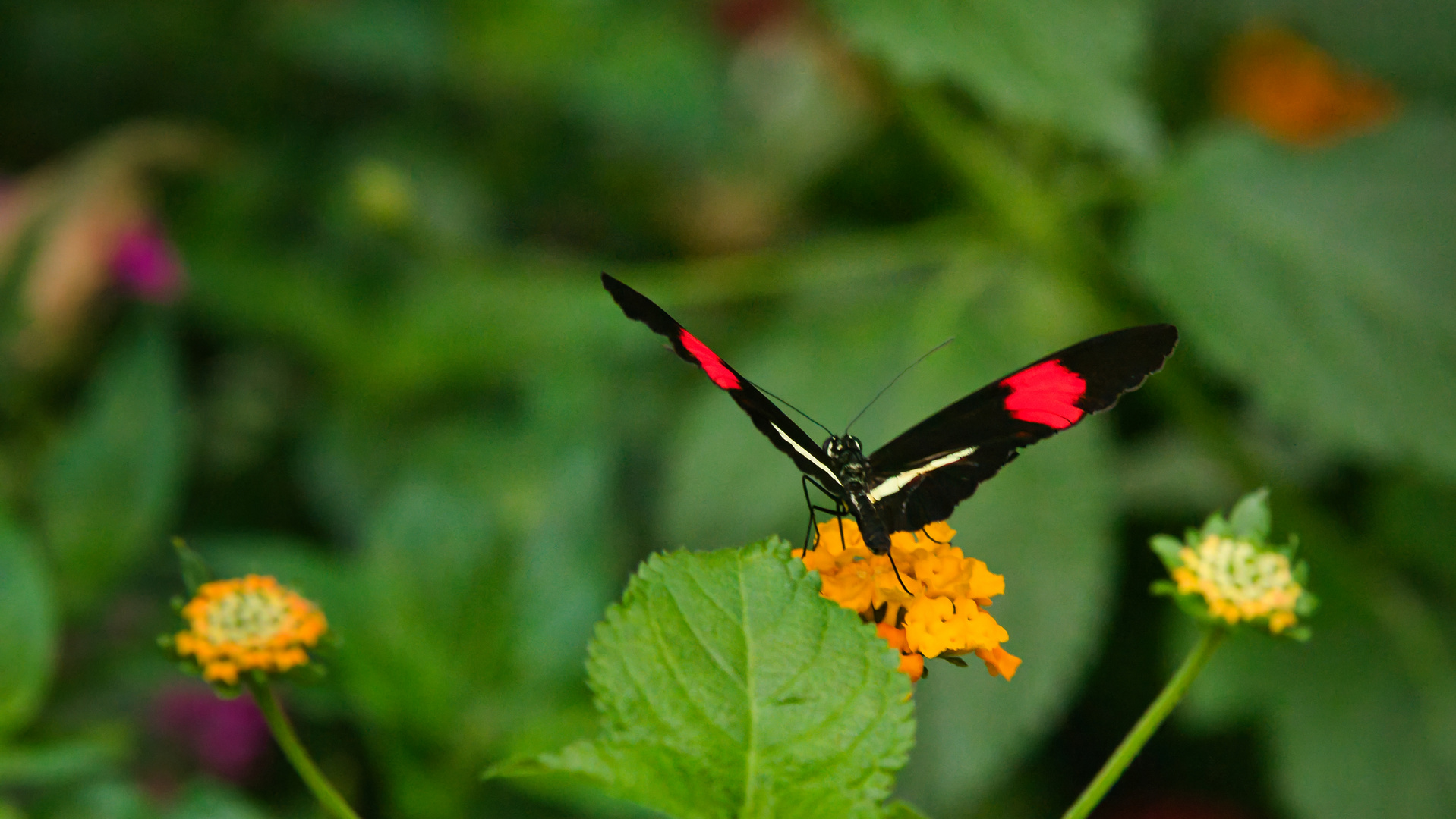 Die bunte Welt der Schmetterlinge Foto & Bild | tiere, zoo, wildpark ...
