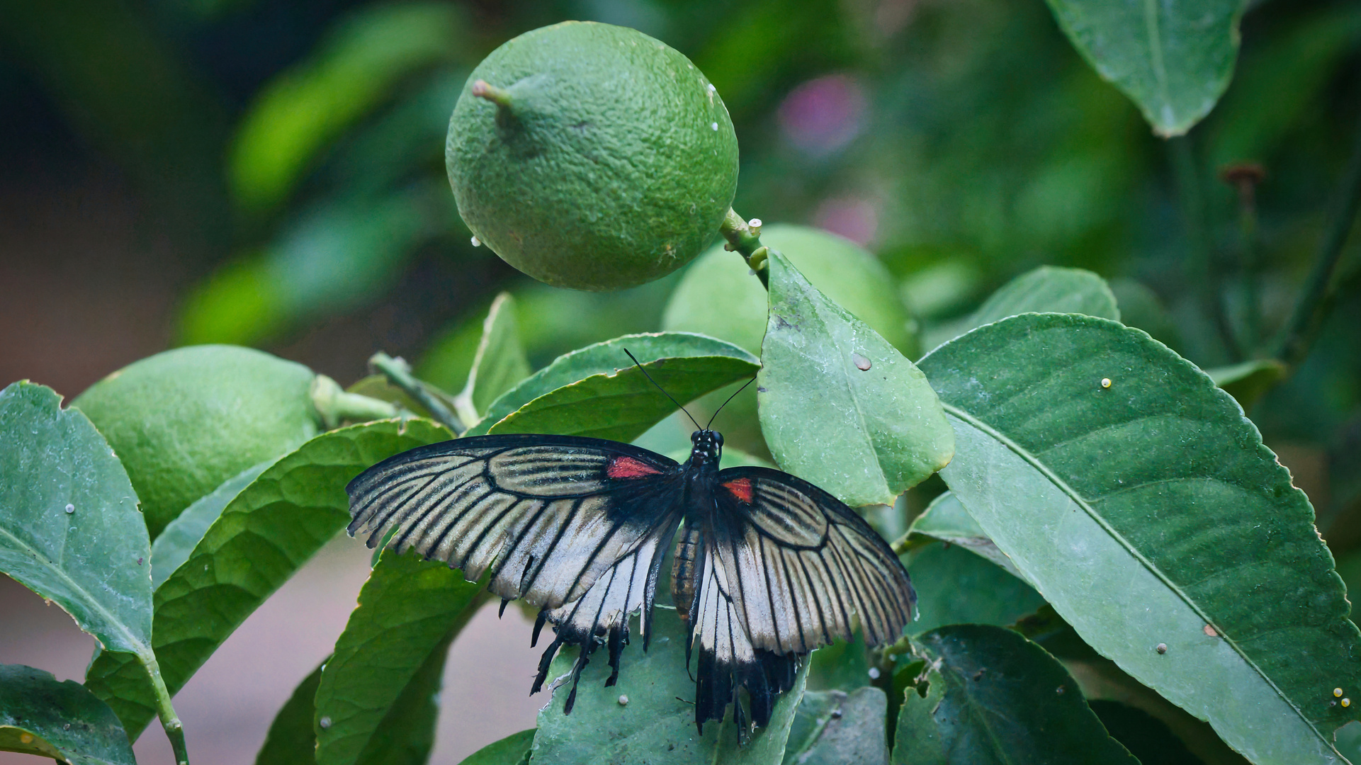 Die bunte Welt der Schmetterlinge... Foto & Bild | tiere, zoo, wildpark ...
