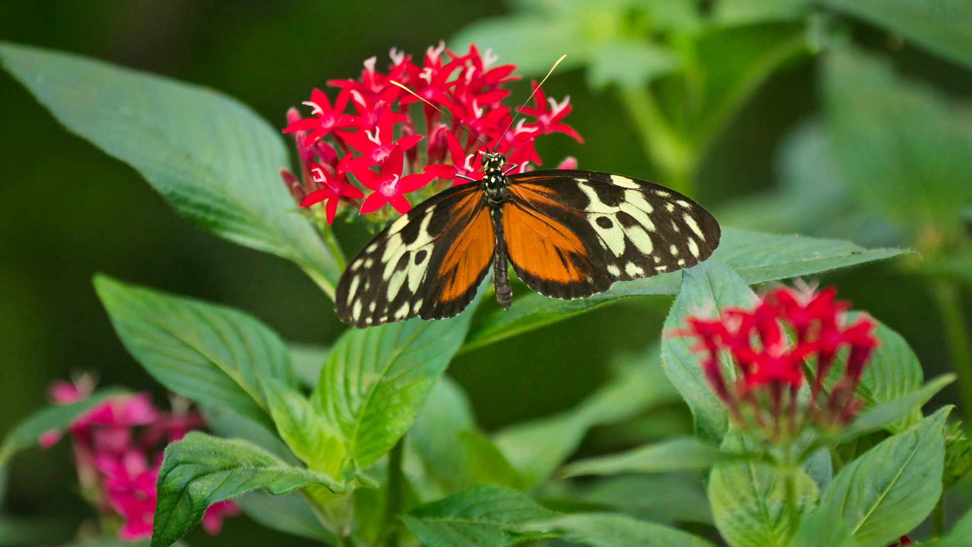 Die bunte Welt der Schmetterlinge... Teil 10 Foto & Bild | tiere, zoo, wildpark & falknerei ...