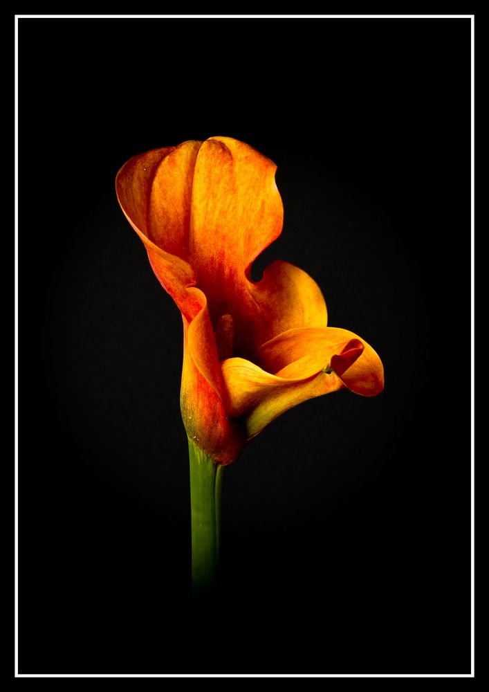 Die "Calla"... Foto & Bild | pflanzen, pilze & flechten, blüten ...