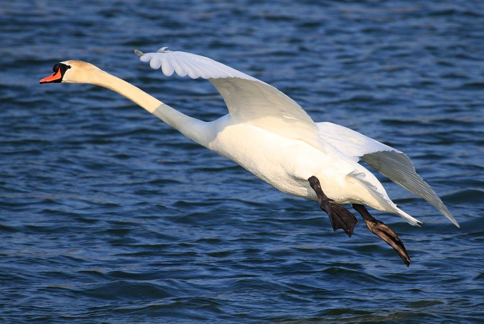 * Die Concorde * Foto & Bild | tiere, wildlife, wild lebende vögel ...