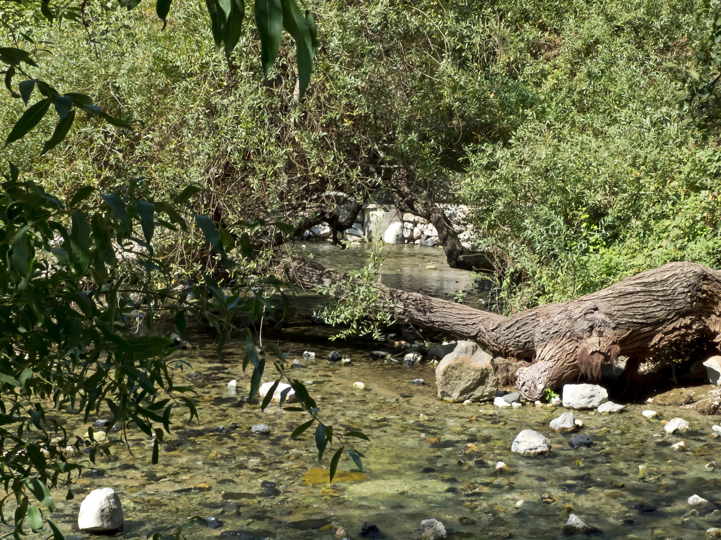 Die Dan-Quelle Foto & Bild | asia, middle east, israel Bilder auf ...
