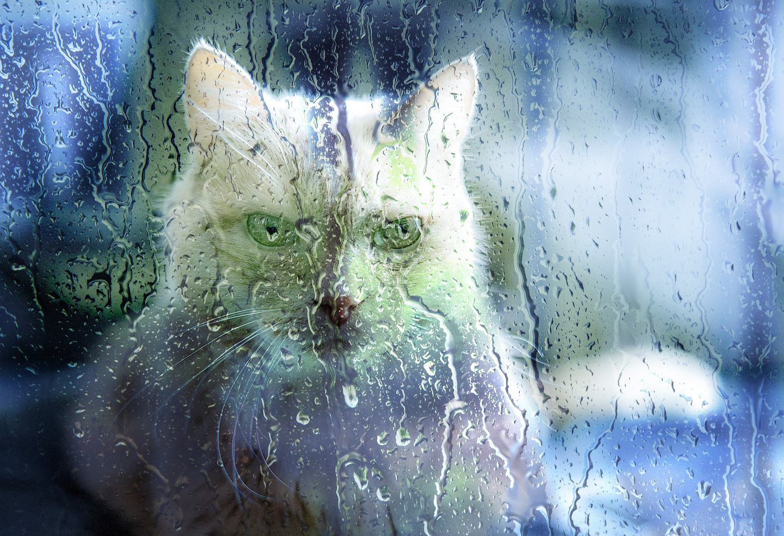 die das Wasser scheuen Foto & Bild | tiere, haustiere, katzen Bilder ...