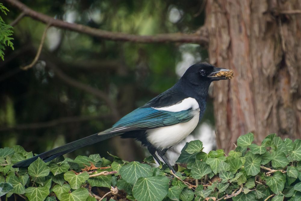 Die diebische Elster 1 Foto & Bild | wald, natur, tier Bilder auf ...