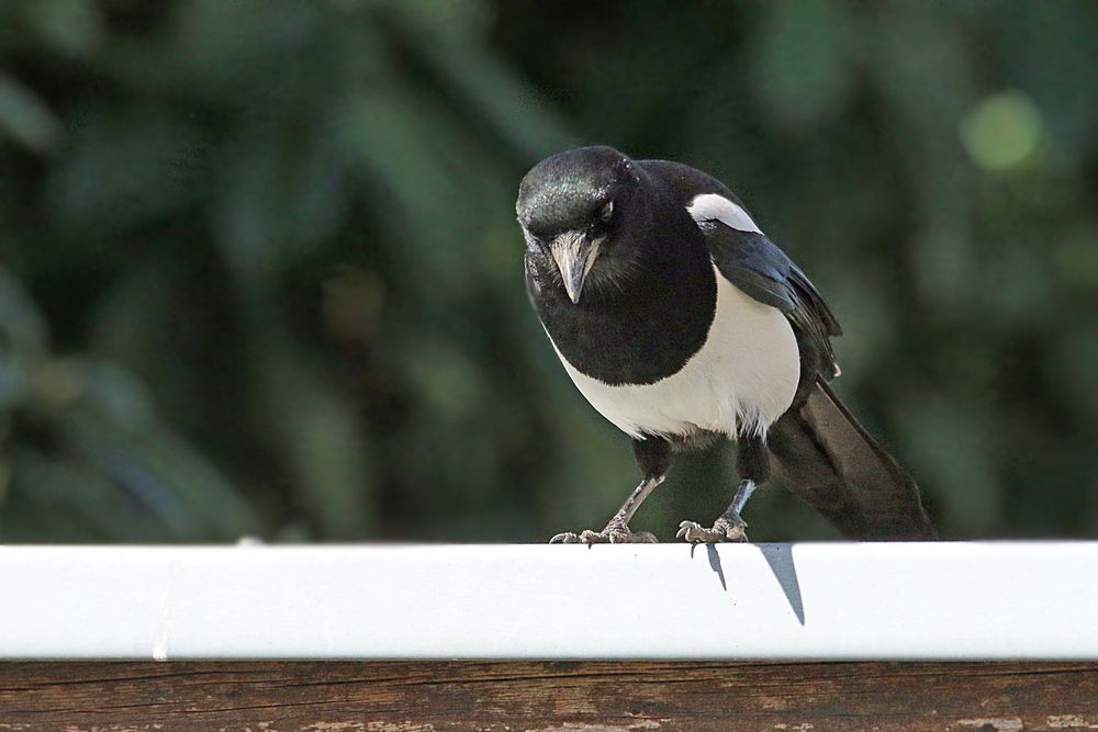 die diebische Elster Foto & Bild | natur, tiere, vögel Bilder auf ...
