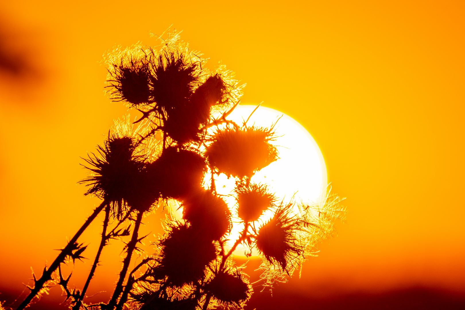 die Diestel Foto & Bild | sonnenuntergänge, himmel & universum, sonne ...