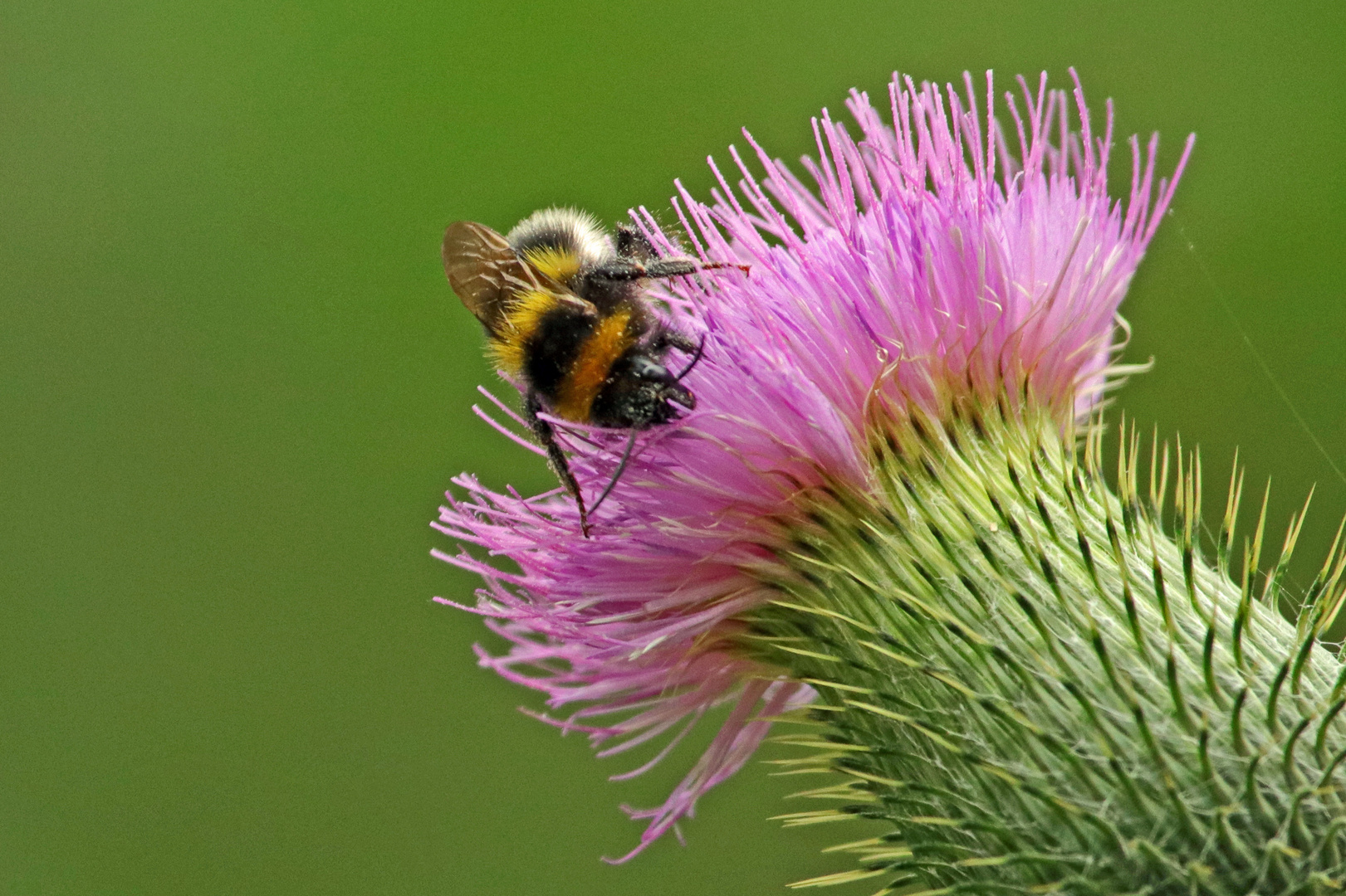 Die Distel Foto & Bild | natur, landschaft, pflanzen Bilder auf ...
