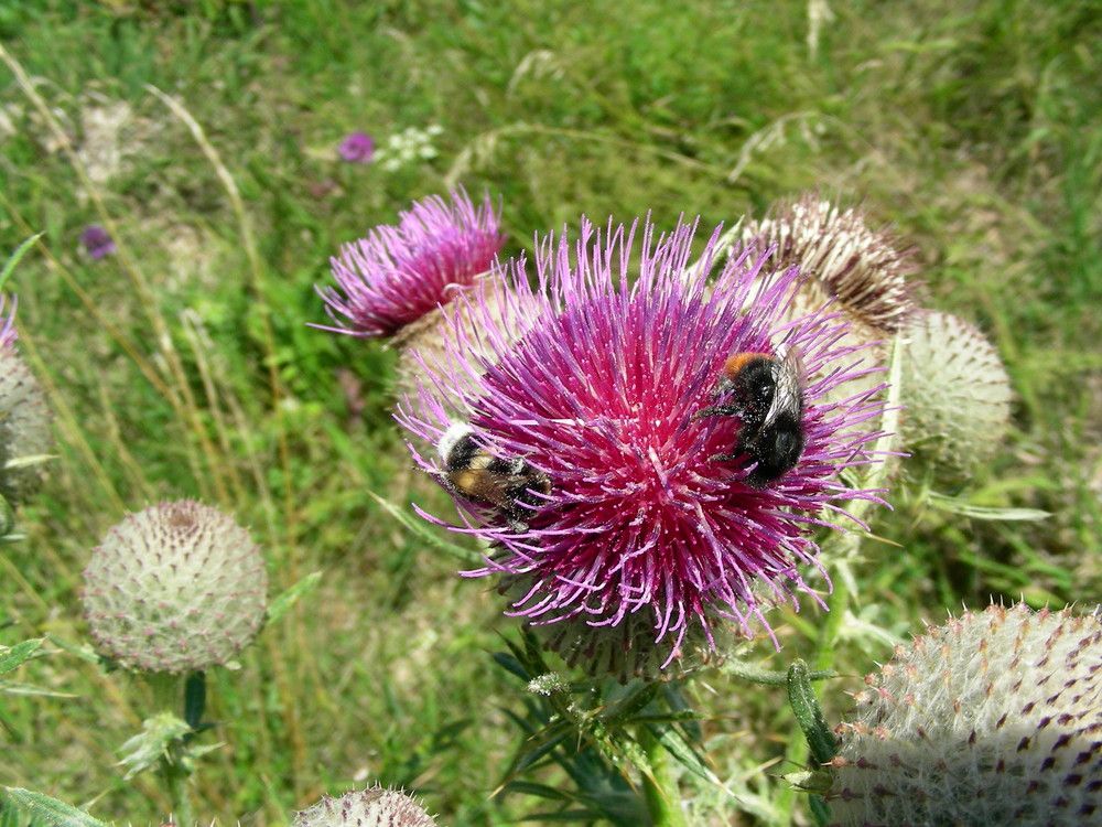 Die Distel hat Besuch Foto & Bild | pflanzen, pilze & flechten, blüten ...