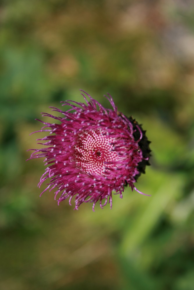 Die Distel vom Wegerand Foto & Bild | pflanzen, pilze & flechten ...