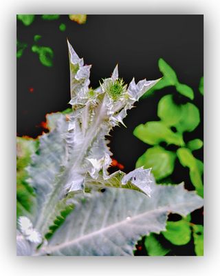 Disteln & Karden Bilder & Fotos