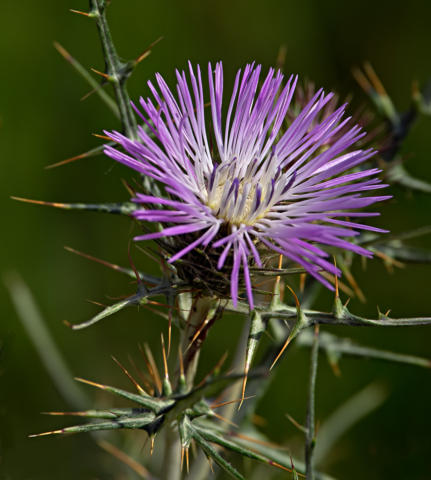 die Disteln... Foto & Bild | pflanzen, pilze & flechten, blüten ...