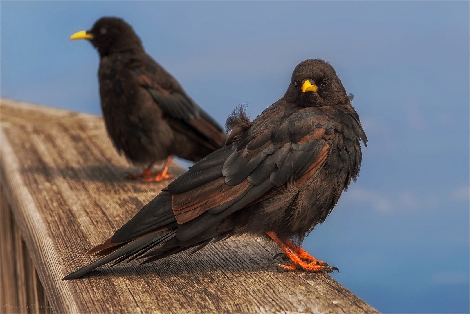 Die Dohle Foto & Bild | nikon, world, outdoor Bilder auf fotocommunity