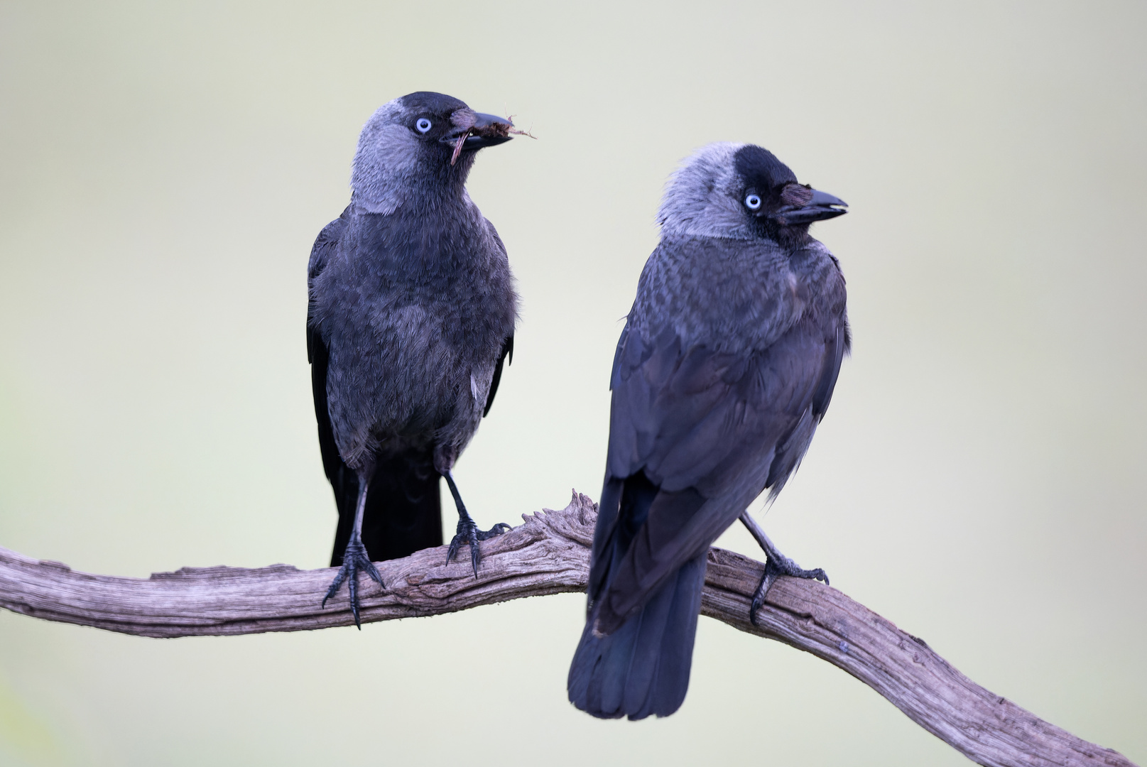 Die Dohlen.. Foto & Bild | world, natur, tiere Bilder auf fotocommunity