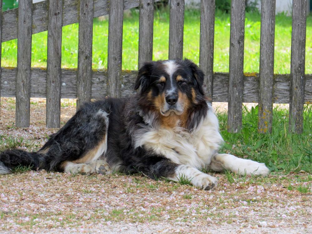 Die Doofe hat mir den Schwanz abgeschnitten.:-( Foto & Bild | tiere ...