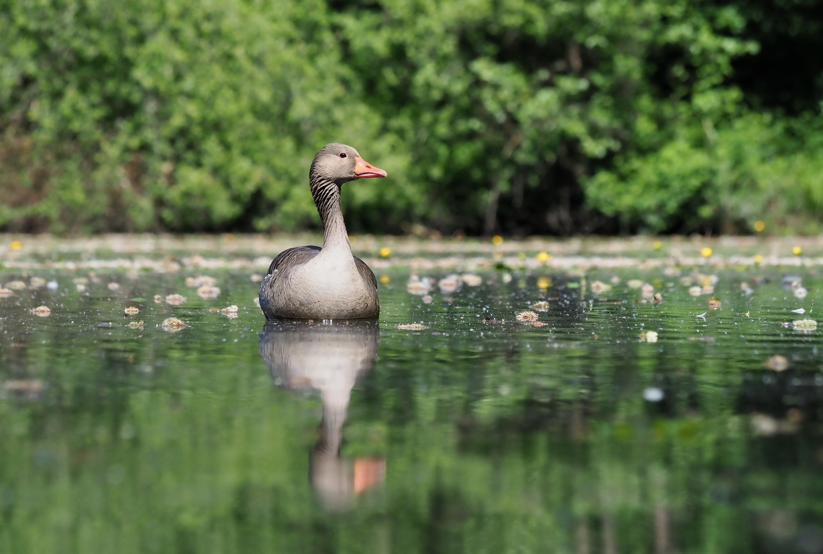 die doppelte Gans Foto & Bild | natur, tiere, gänse Bilder auf fotocommunity