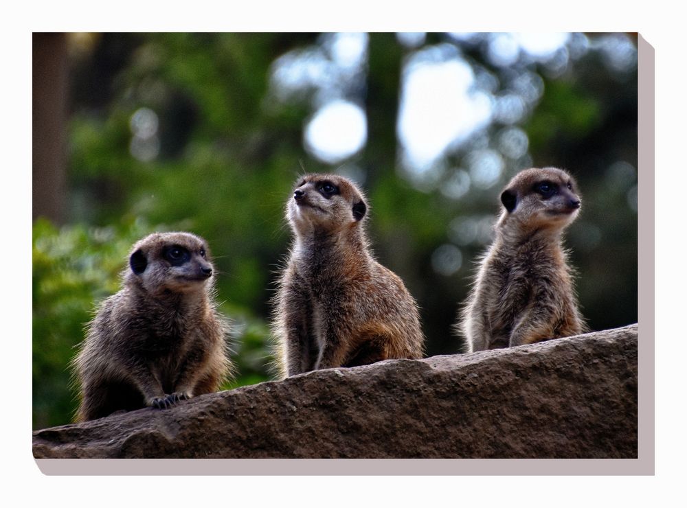 die Drei Foto & Bild | natur, zoo, tiere Bilder auf fotocommunity