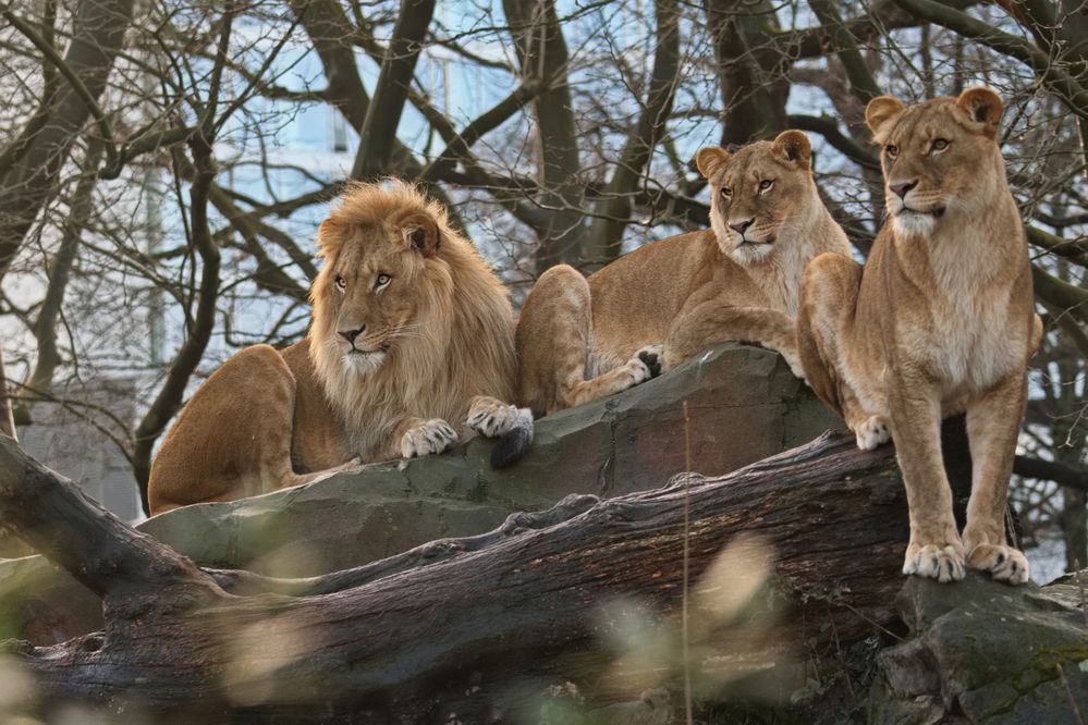 Die Drei Foto & Bild | tiere, zoo, wildpark & falknerei, säugetiere ...