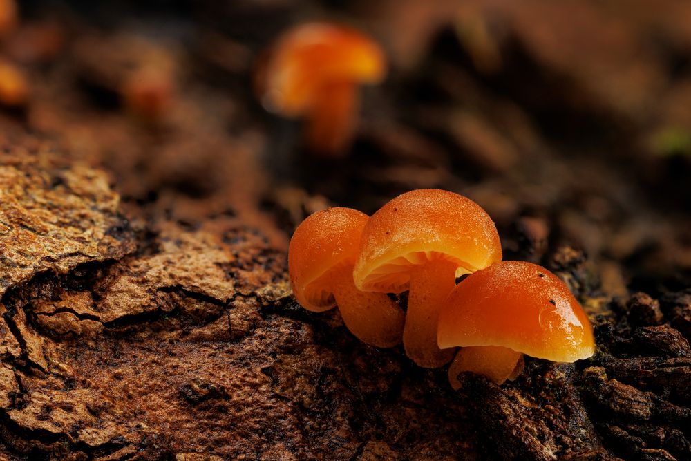 die Drei aus dem Schmeiental Foto & Bild | pflanzen, pilze & flechten, pilze & flechten, natur ...