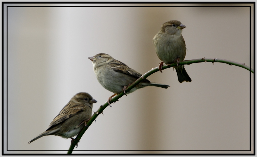 Die drei Spatzen Foto & Bild | tiere, wildlife, wild lebende vögel ...