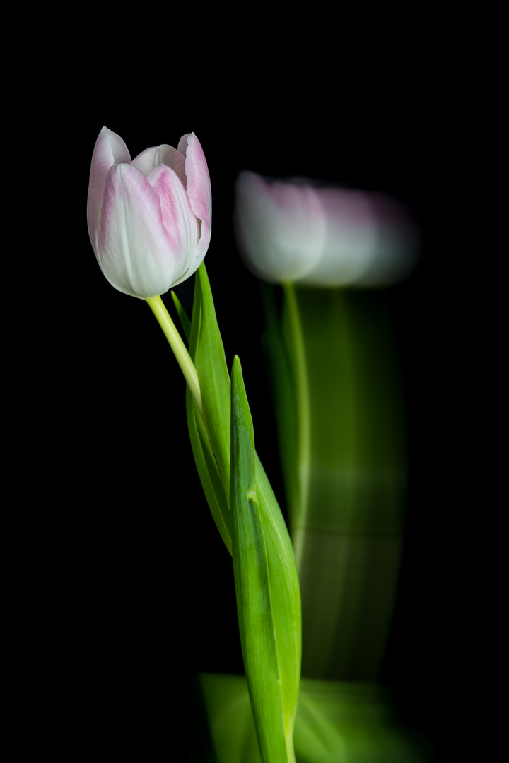 Die drei Tulpen Foto & Bild | experimente, pflanzen, pilze & flechten, blüten- & kleinpflanzen ...