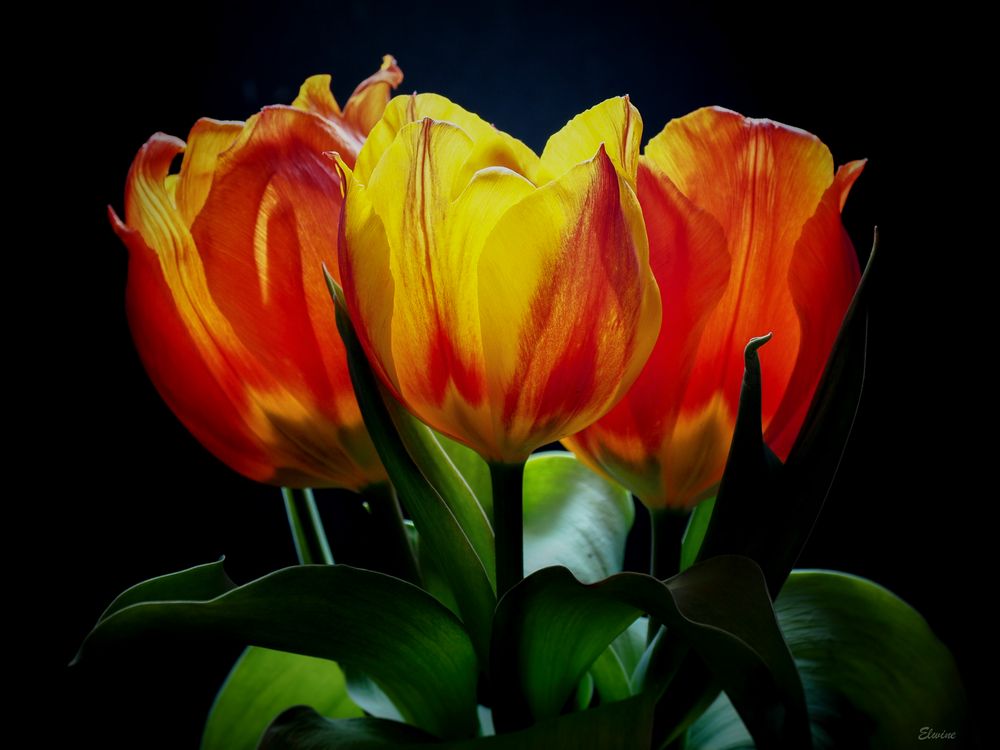 Die drei Tulpen Foto & Bild | spezial, tulpen, frühling Bilder auf fotocommunity