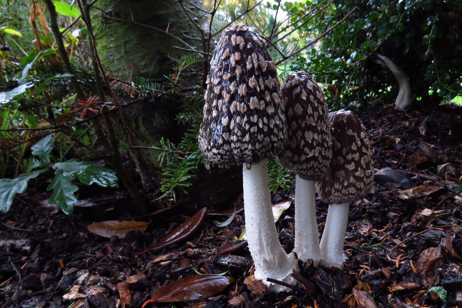 Die Drei untern Gebüsch Foto & Bild | fotos, natur, pflanzen Bilder auf ...
