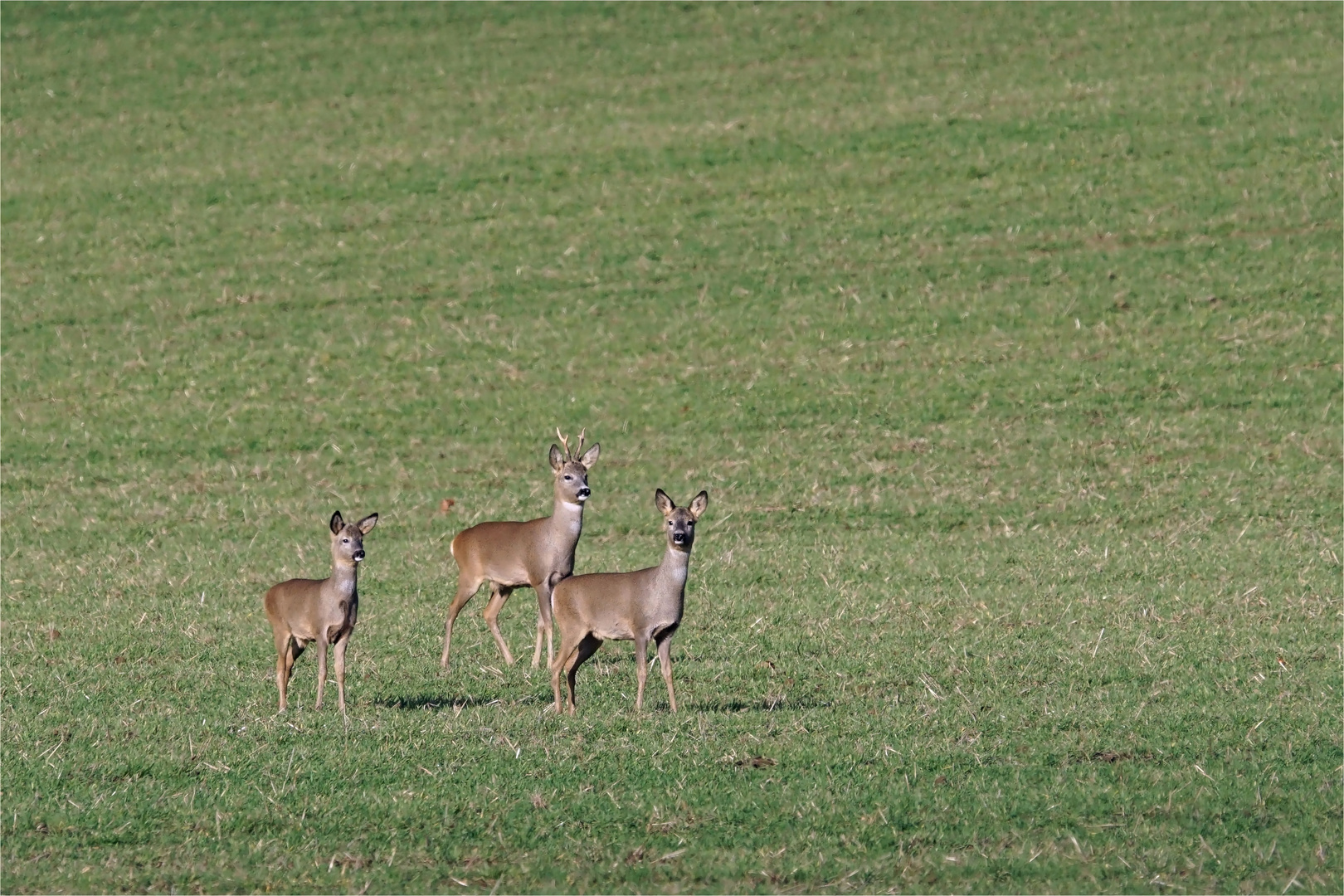 Die drei vom Felde Foto & Bild | tiere, wildlife, säugetiere Bilder auf ...
