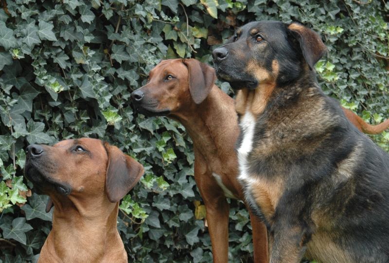 Die dreisten Drei Foto & Bild | tiere, haustiere, hunde Bilder auf ...