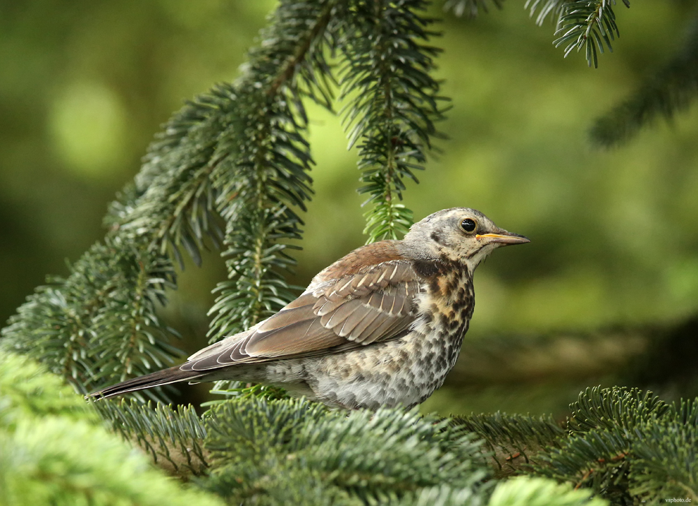 Die Drossel Foto & Bild | tiere, wildlife, wild lebende vögel Bilder ...