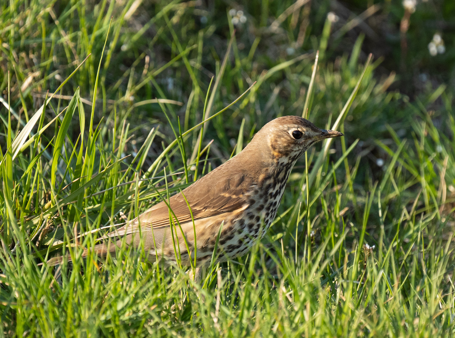die Drossel genießt die Sonne Foto & Bild | natur, vögel, wildlife ...