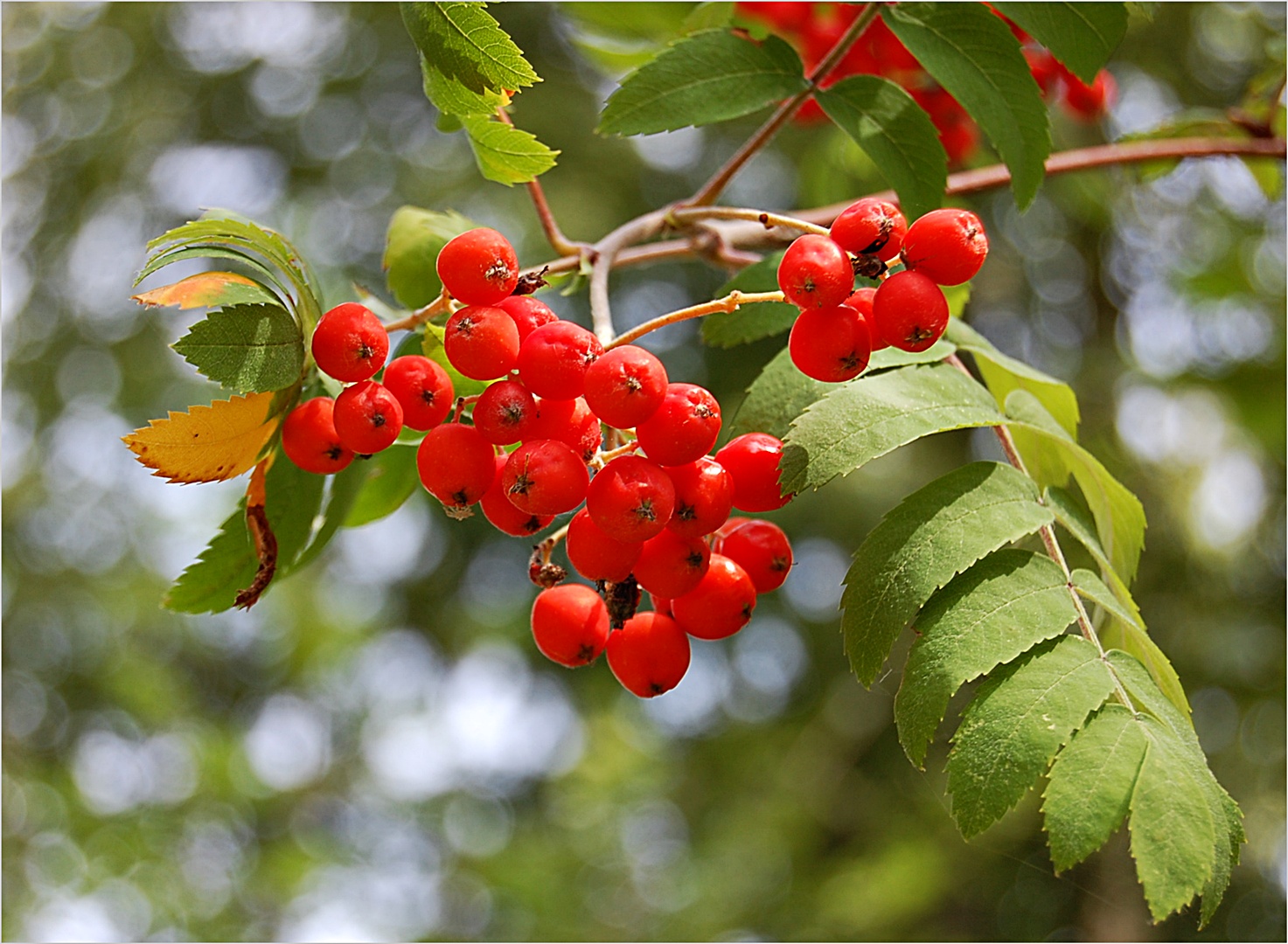 die Eberesche Foto & Bild | vogelbeere, eberesche, 7. 7. 18 Bilder auf ...