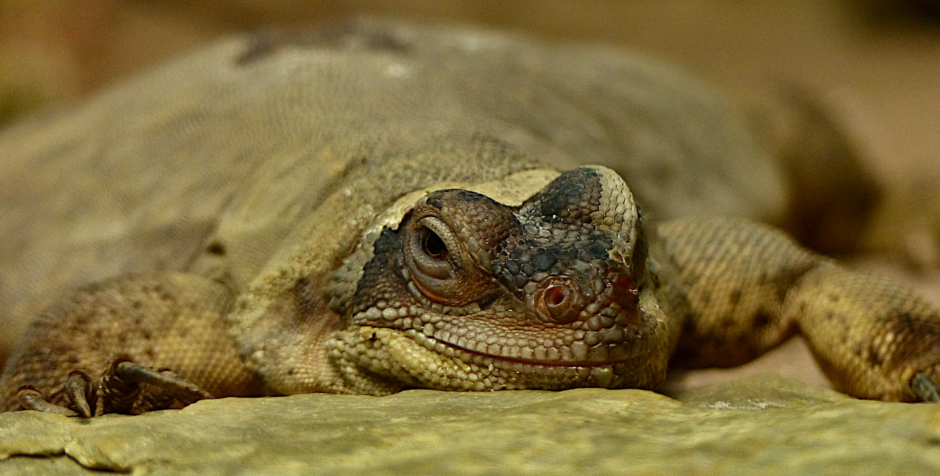 Die Echse Foto & Bild | stillleben, tiere, zoo, wildpark & falknerei ...