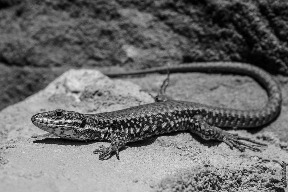 Die Echse Foto & Bild | tiere, wildlife, amphibien & reptilien Bilder ...