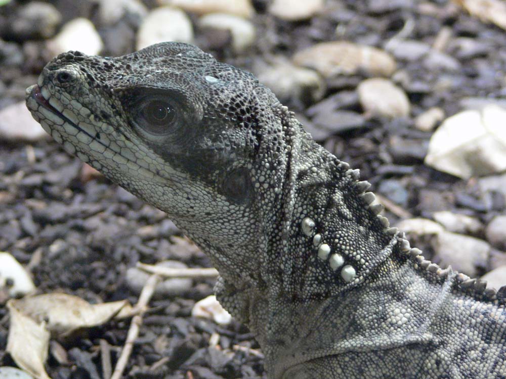 Die Echse Foto & Bild | tiere, zoo, wildpark & falknerei, amphibien ...