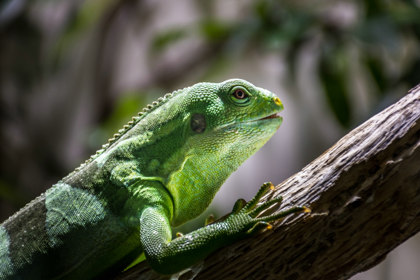die Echse Foto & Bild | tiere, zoo, urwald Bilder auf fotocommunity