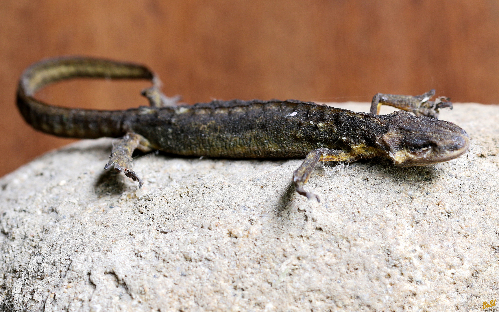 Die Echse.... Foto & Bild | fotos, marode, marodes Bilder auf fotocommunity