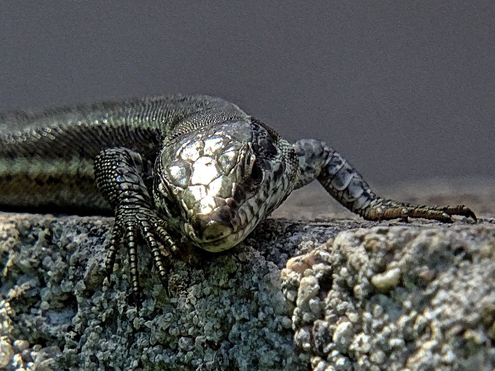 Die Echsen sind los Foto & Bild | fotos, makro, natur Bilder auf ...