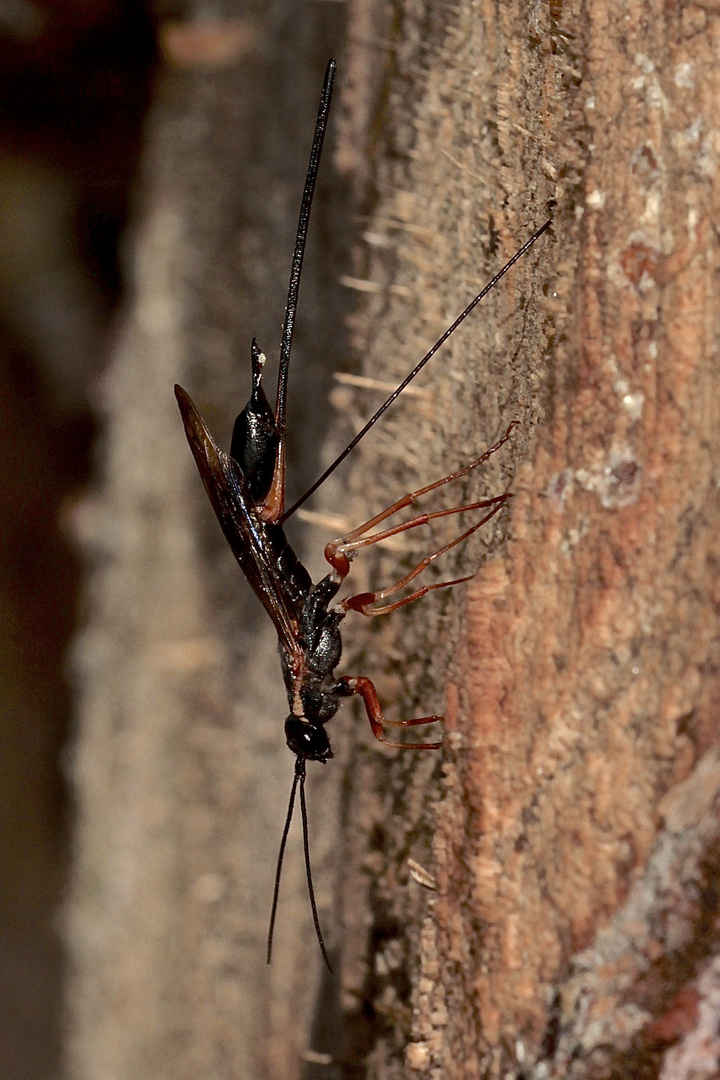 Die Eiablage der Schwarzen Kiefernholzwespe (Xeris spectrum) ... Foto ...