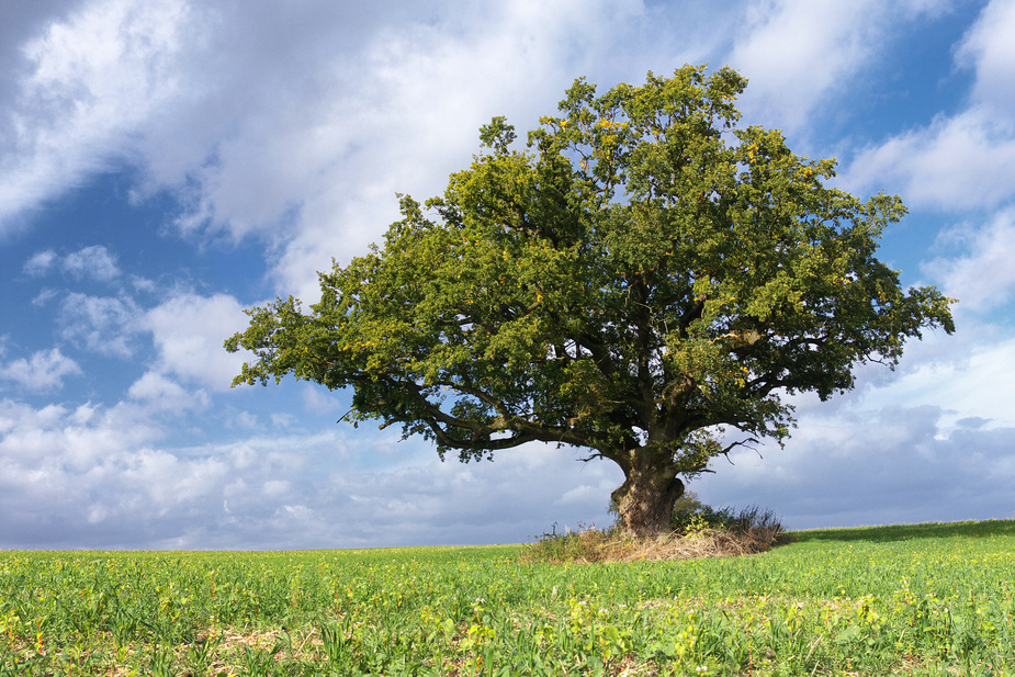 Die Eiche Foto & Bild | pflanzen, pilze & flechten, bäume, einzelbäume ...