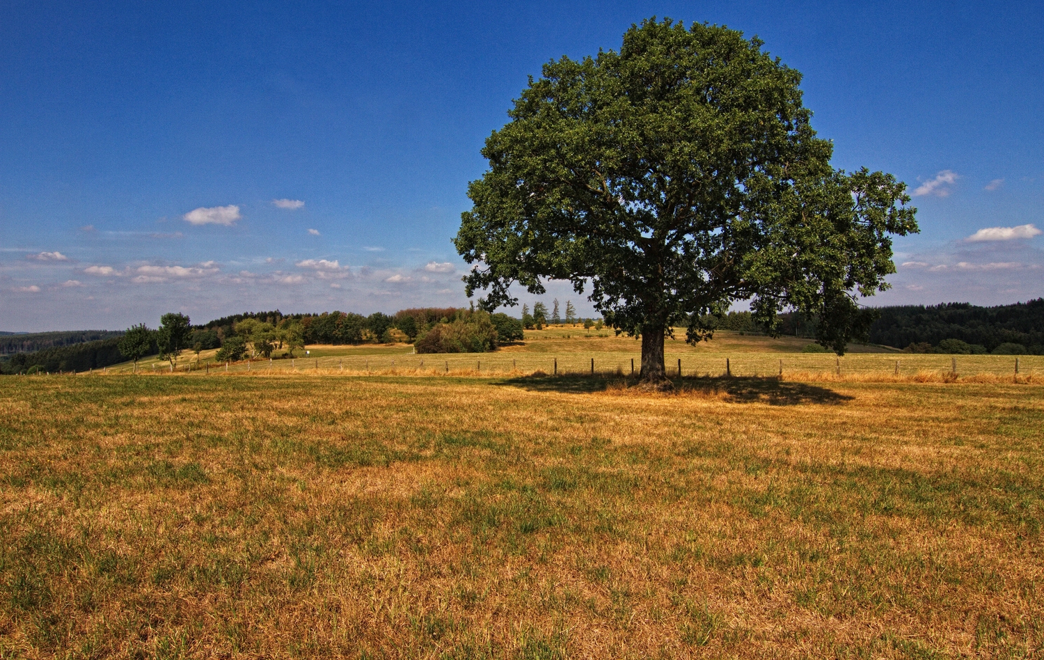 Die Eiche Foto & Bild | deutschland, europe, nordrhein- westfalen ...