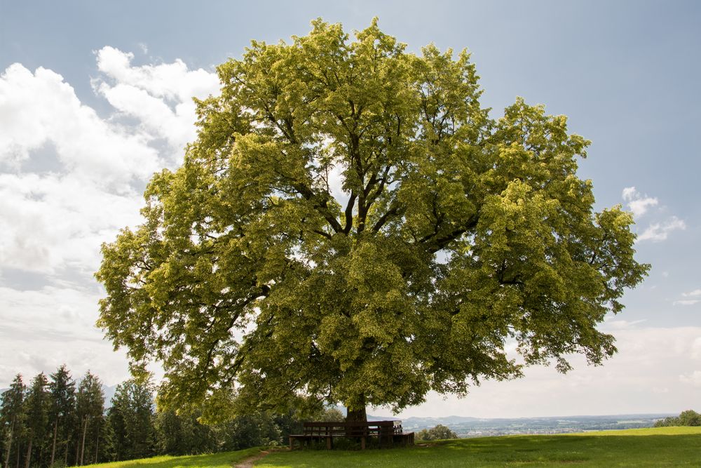 Die Eiche Foto & Bild | bäume, baum, grün Bilder auf fotocommunity