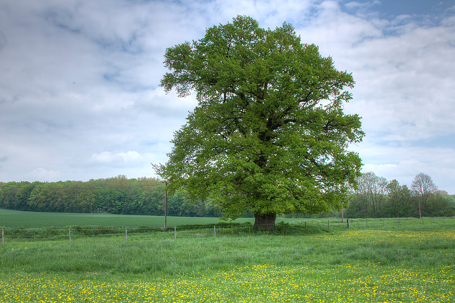 Die Eiche im Frühling Foto & Bild | pflanzen, pilze & flechten, bäume ...