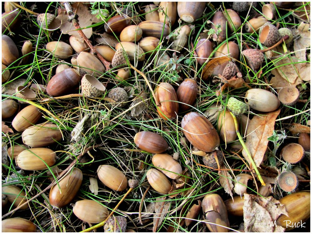 Die Eicheln sind reif ! Foto & Bild | pflanzen, pilze & flechten ...