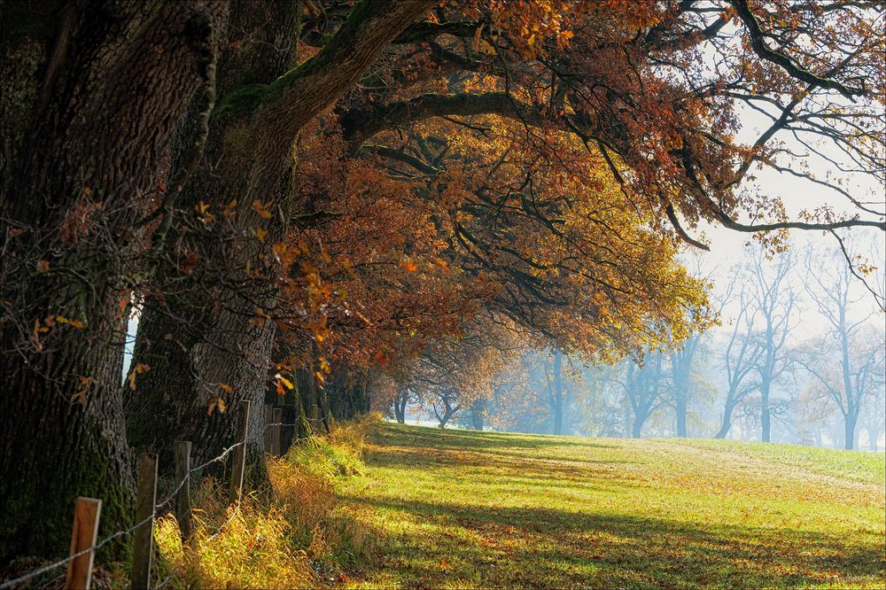 Die Eichen Foto & Bild | deutschland, europe, bayern Bilder auf ...