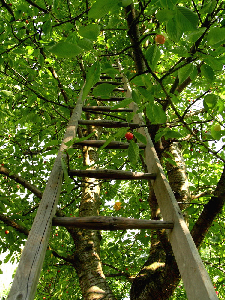 Die eine Kirsche Foto & Bild | jahreszeiten, sommer, natur Bilder auf ...