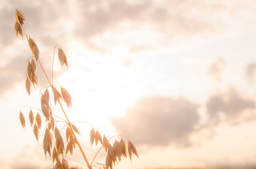 Die einsame Hafer-Rispe Foto & Bild | landschaft, Äcker, felder ...