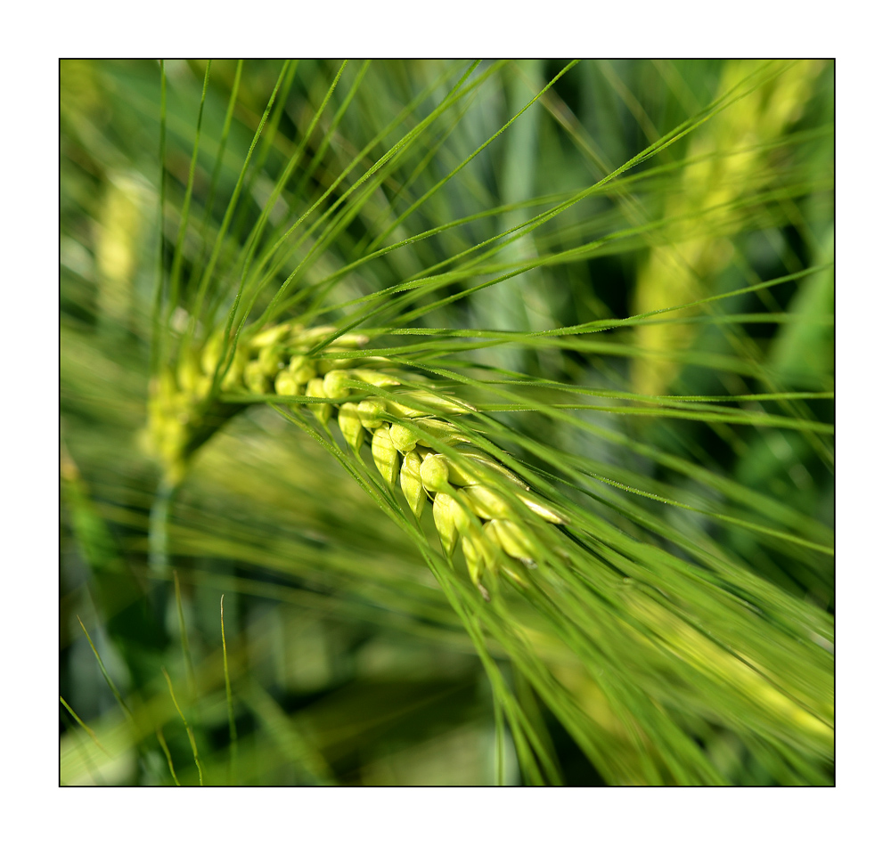 Die Eleganz der Gerste #1 Foto & Bild | pflanzen, pilze & flechten ...