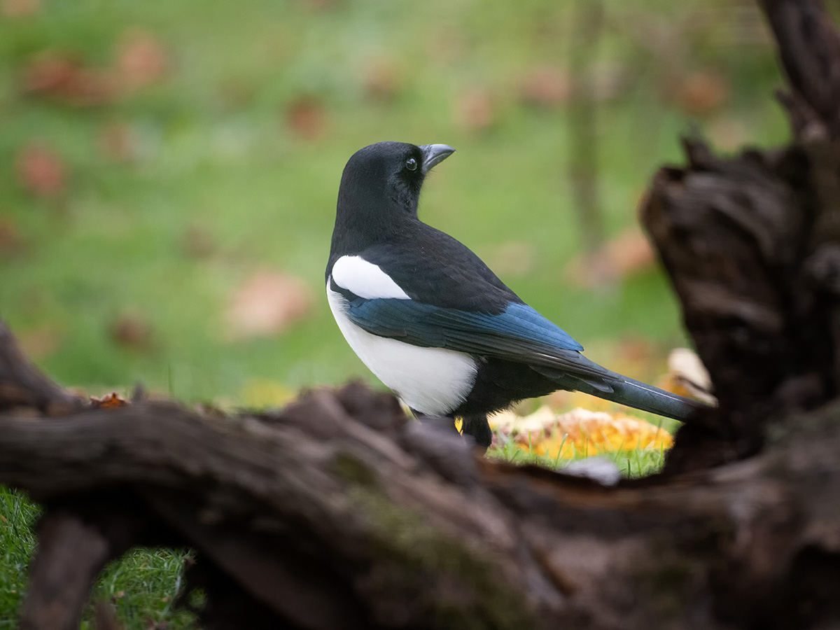 Die Elster Foto & Bild | natur, tiere, vögel Bilder auf fotocommunity